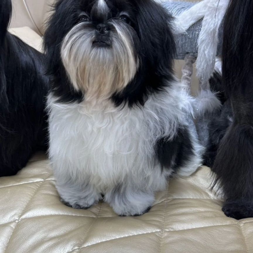 Щенки ши-тцу мини