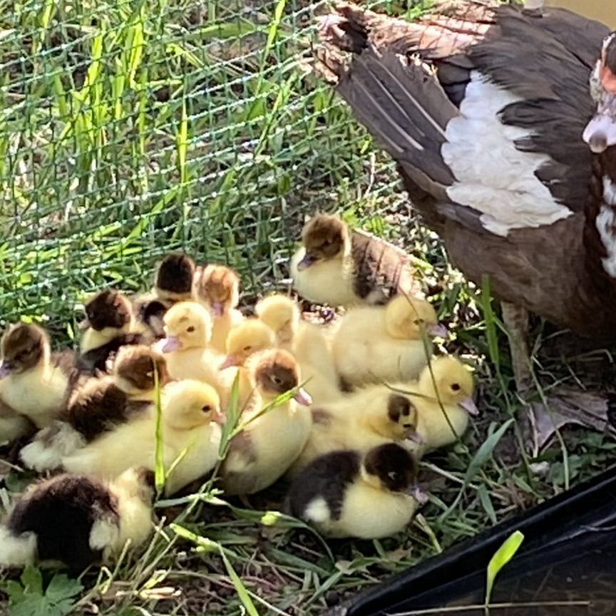 Утята породы красный бык