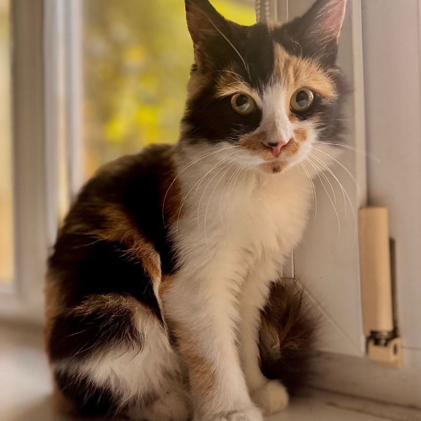 Трехцветный котенок