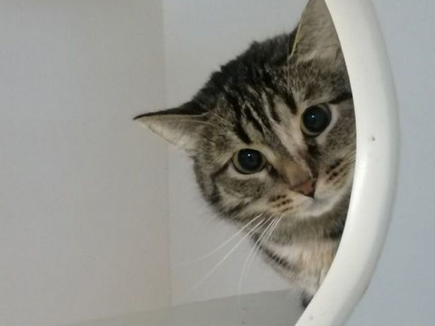 Кошки бесплатно