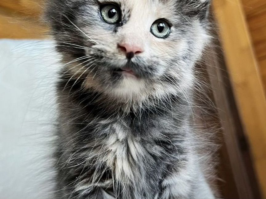 Котята мейн-кун девочка