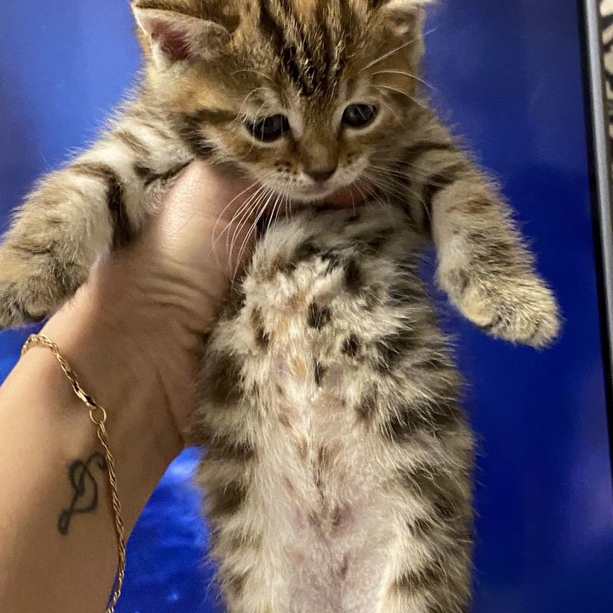 Бенгальские котята