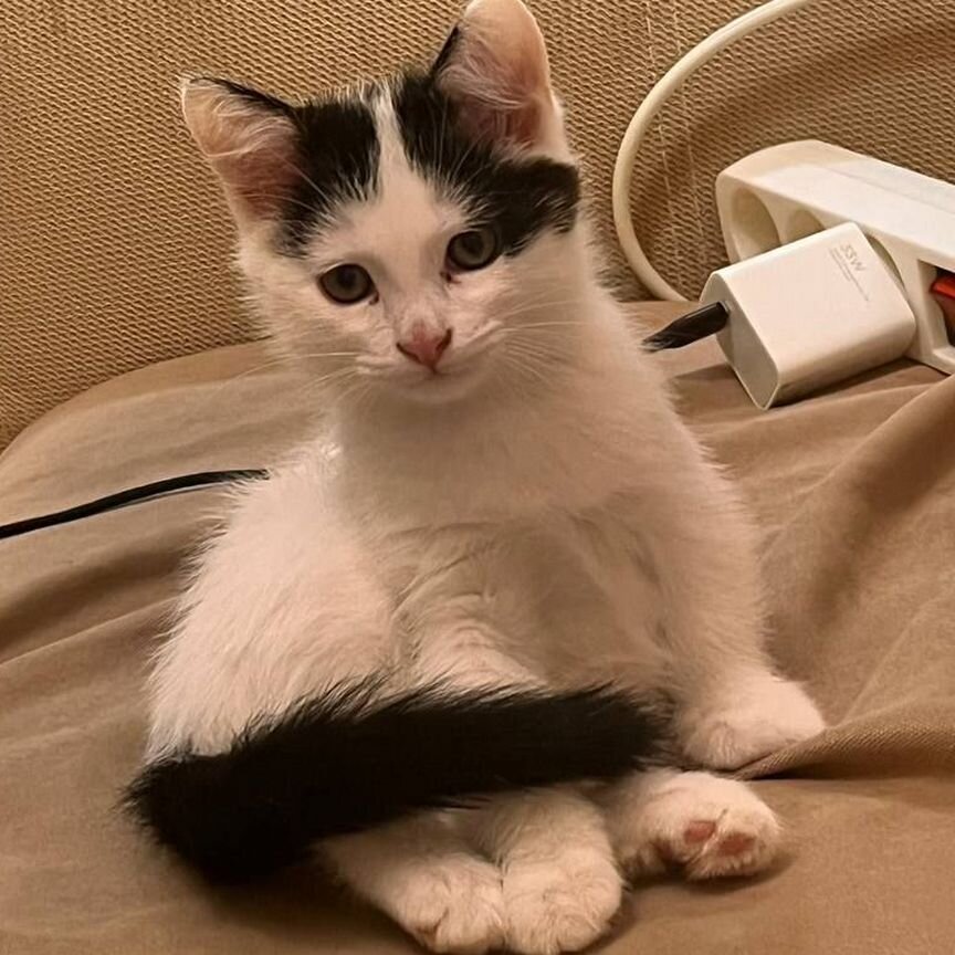 Котенок