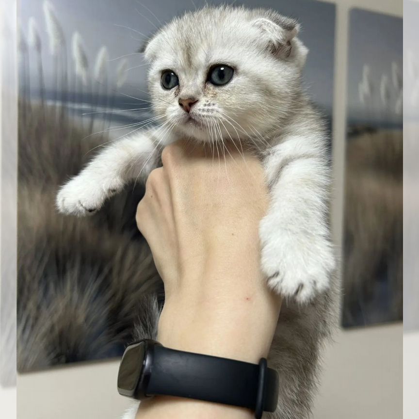 Шотландский вислоухий короткошёрстный котёнок