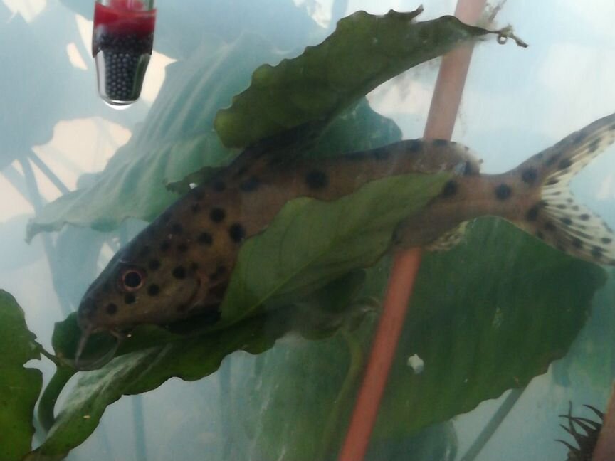 Сомики (синодонты)