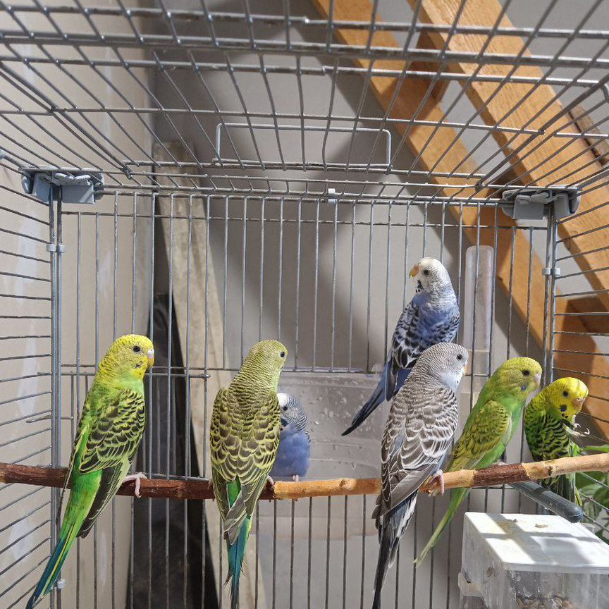 Волнистый попугай