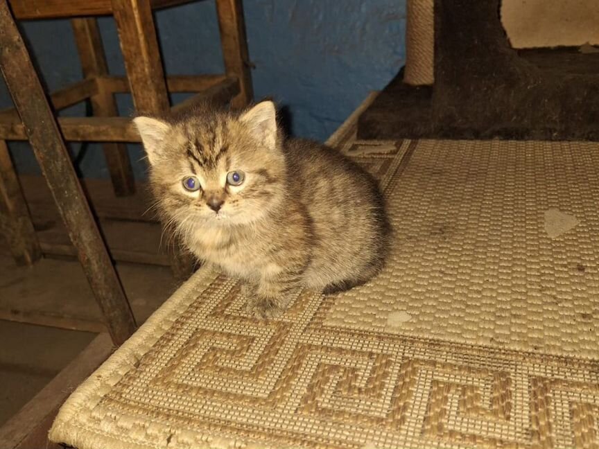 Сомалийская