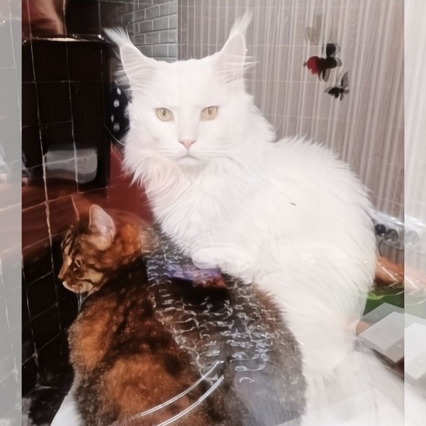 Мейн-кун котёнок