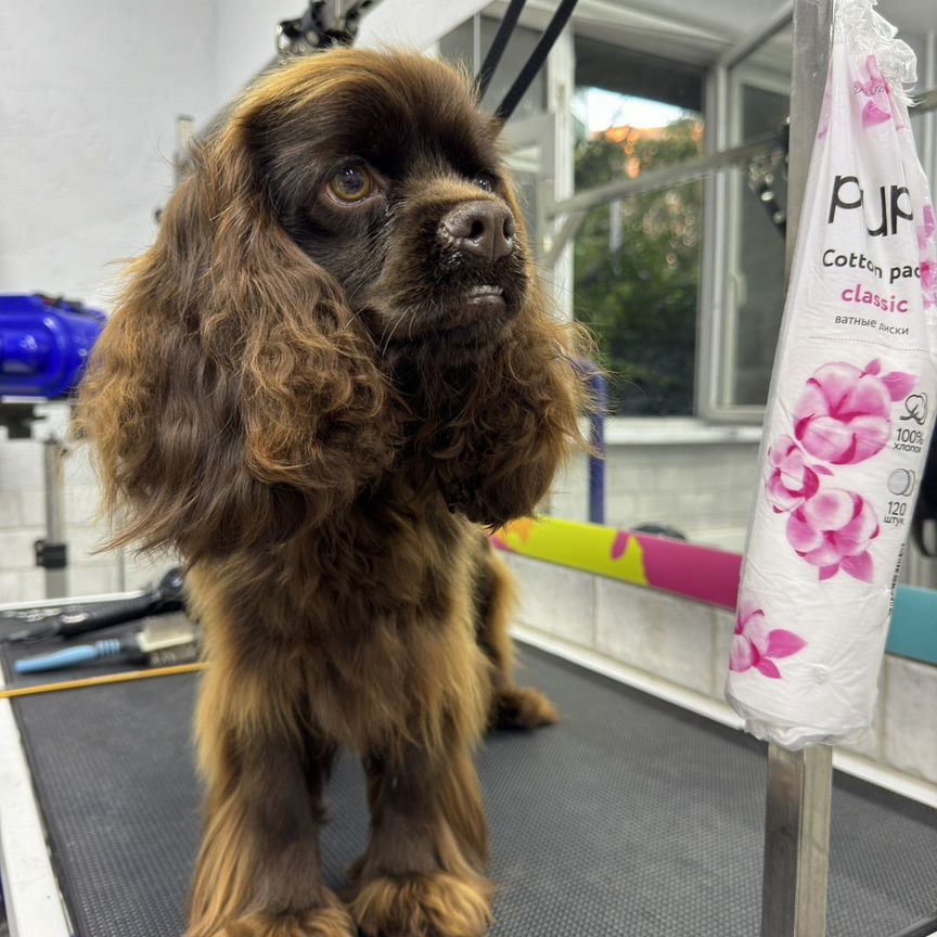 Американский кокер спаниель девочка