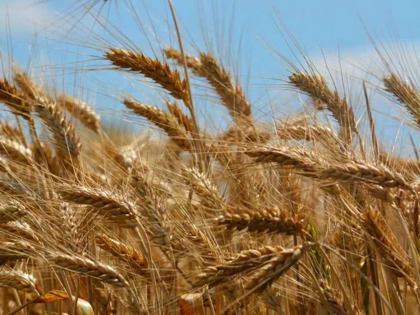 Продам Гречиху, Горох, Чечевицу, Пшеницу, семена