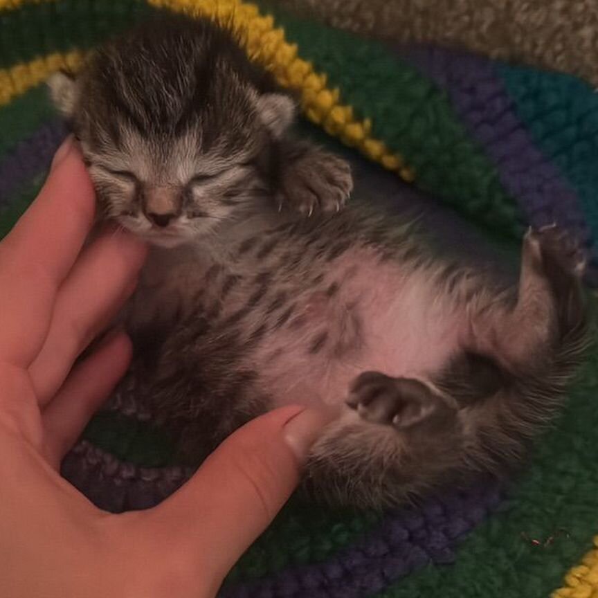 Котенок бесплатно