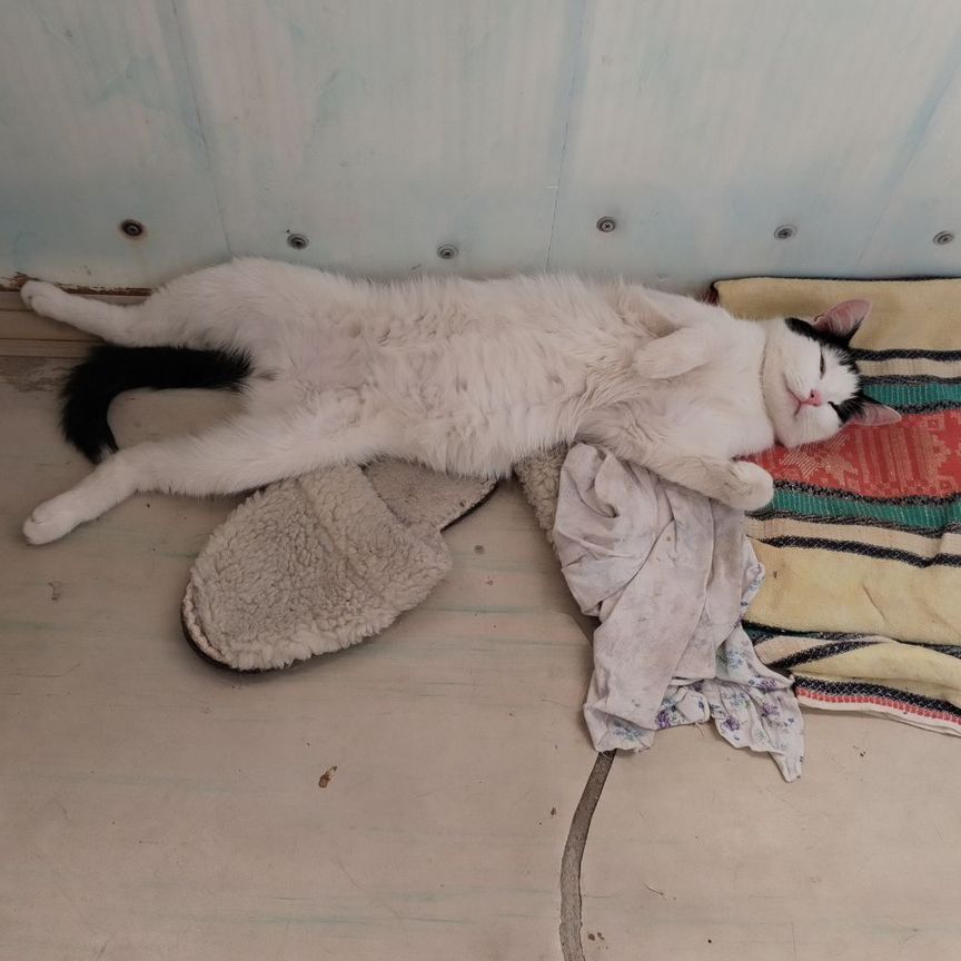 Кошка в добрые руки бесплатно девочка