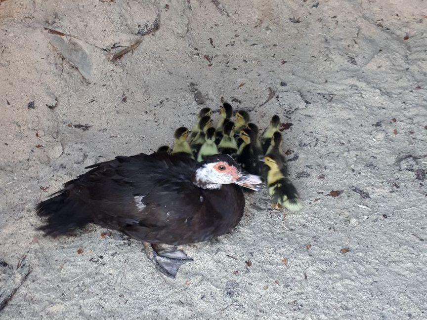 Утка с утятами