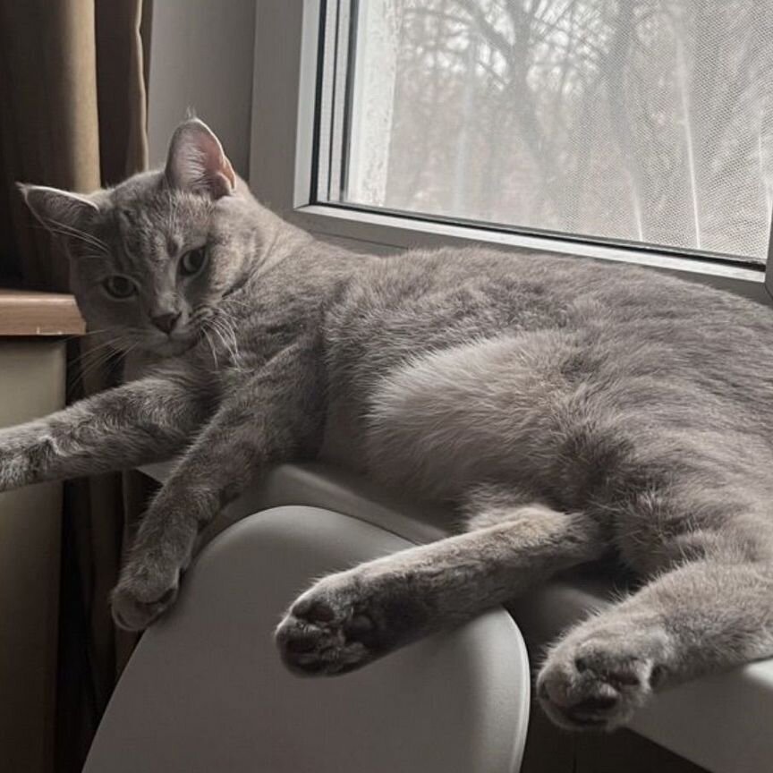 Кот Басик