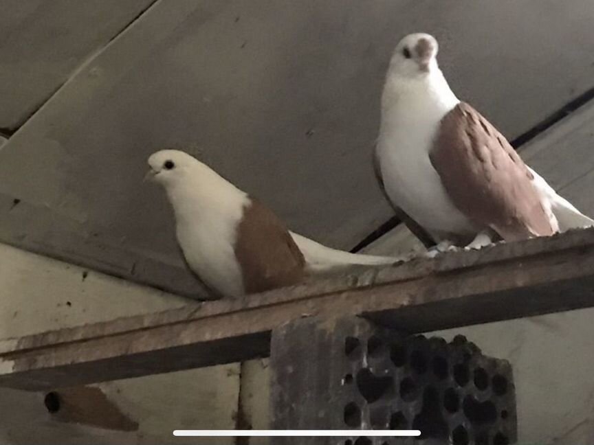 Голуби урюпинские бокатые. Чайки китайские