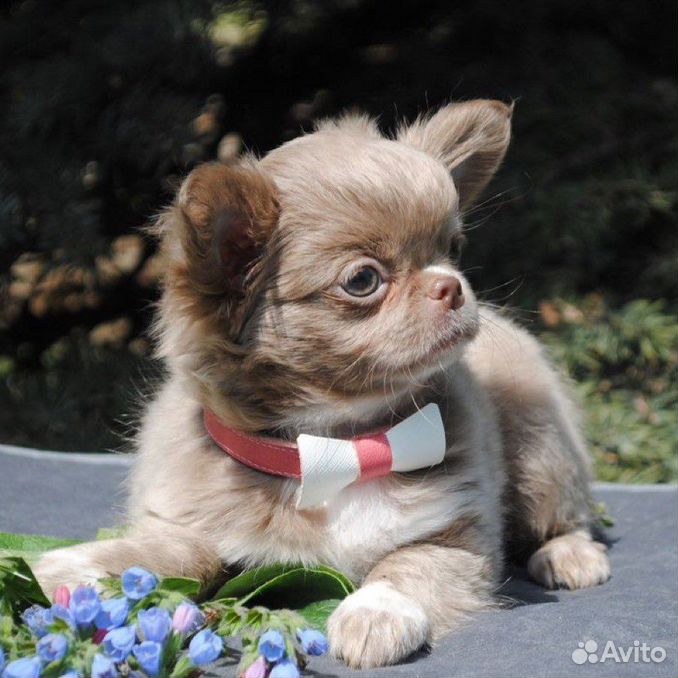 Лиловая кукла