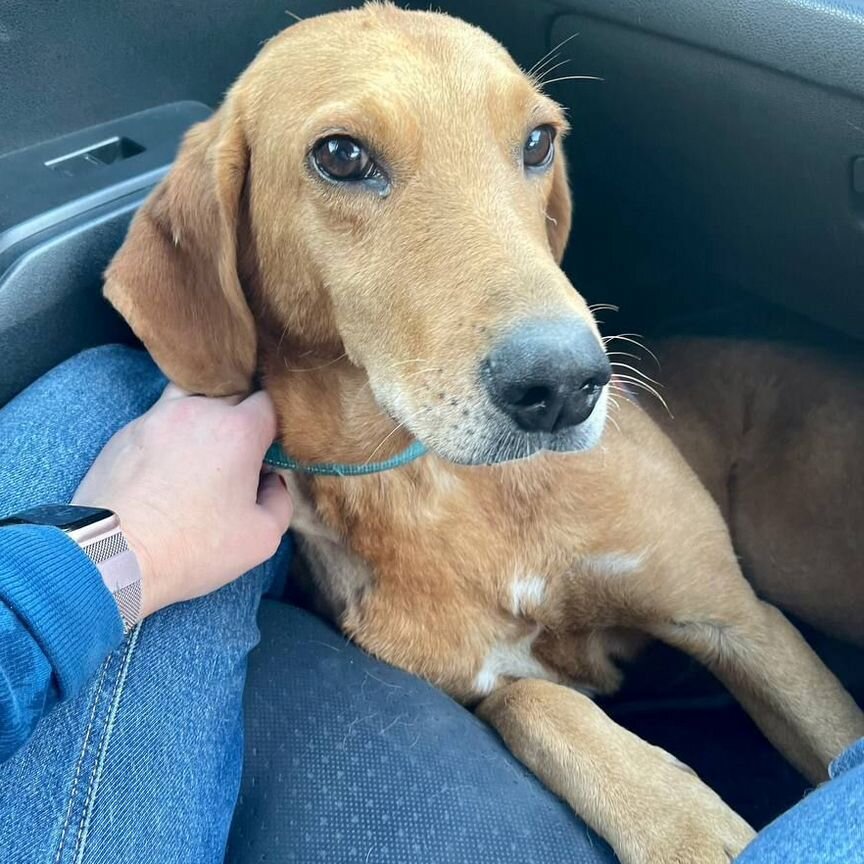 Взрослый пёс в добрые руки