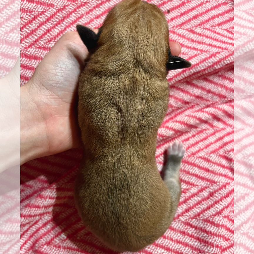 Среднеазиатская овчарка, щенок