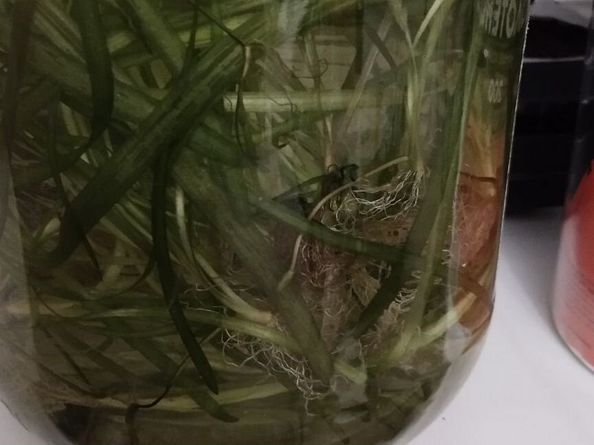 Водоросли для аквариума