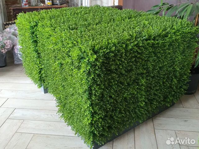 Изгородь из самшита / Искусственное озеленение купить в Ессентуках ...
