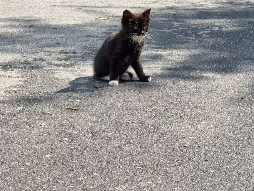 Котята беспризорники