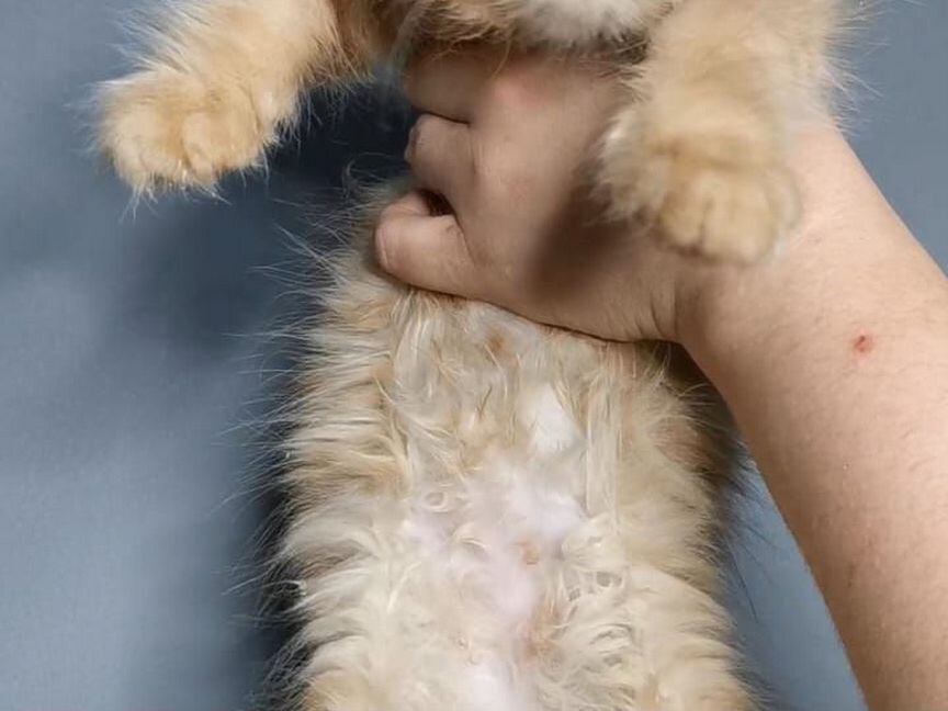 Котята мейн-кун