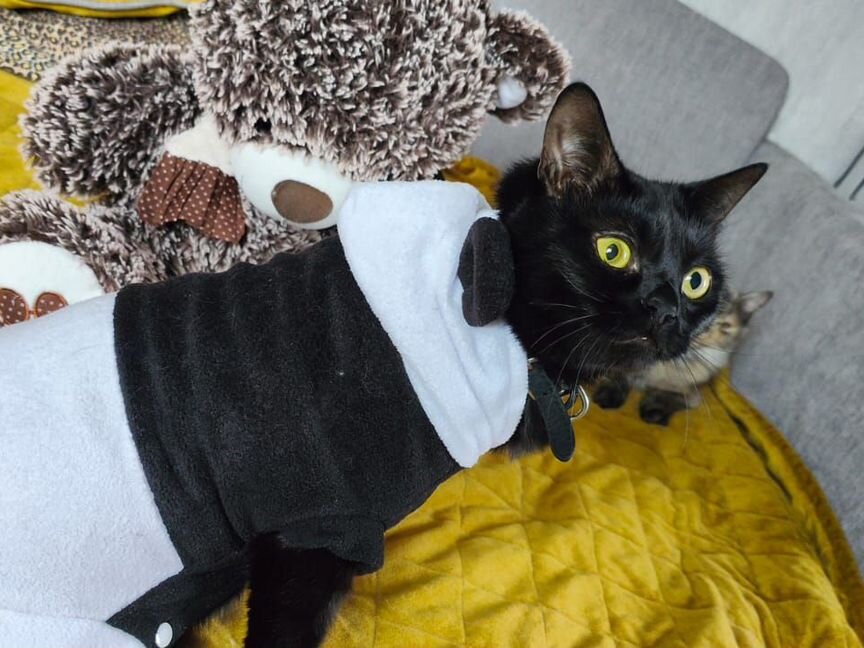 Вещи для Йорка, для мелкой собачки