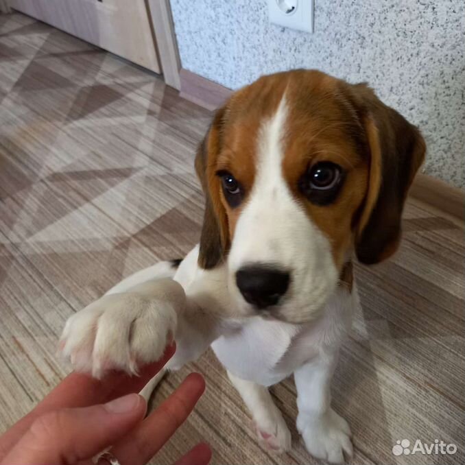 Бигль щенок 5 месяца
