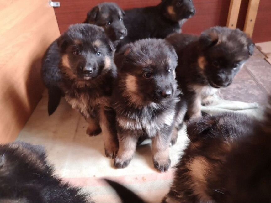 Щенки немецкой овчарки