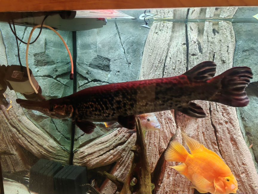 Продам панцирную щуку