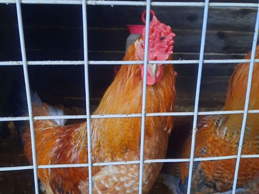Продам петуха