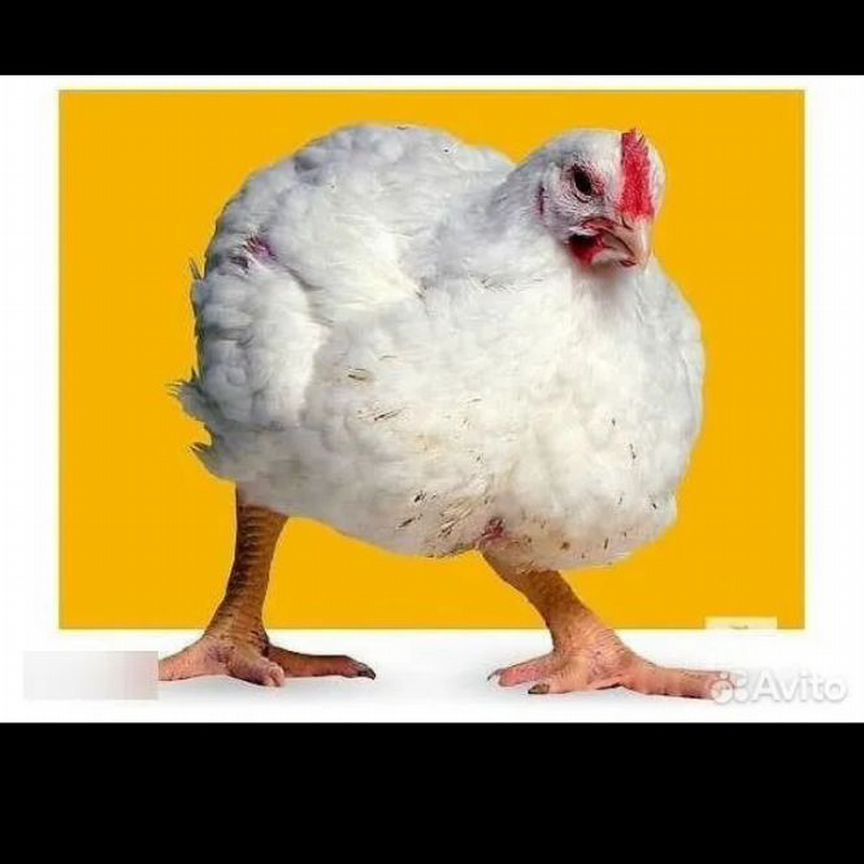 Куры бройлеры тушки мясо доставка
