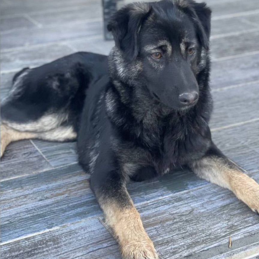 Щенок в добрые руки