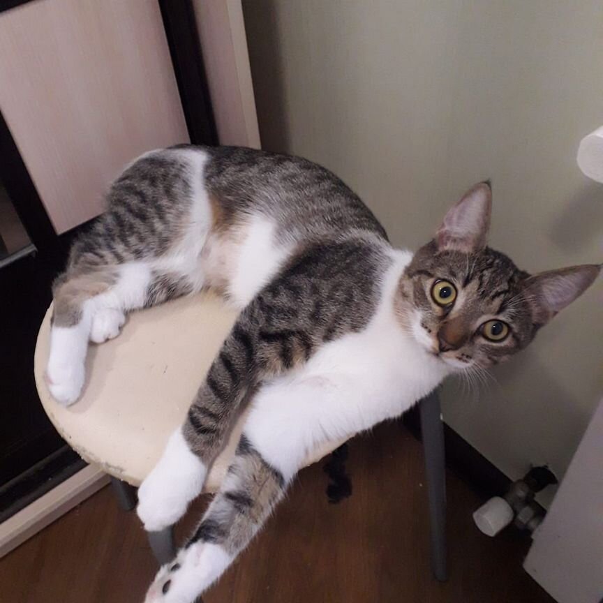 Ласковая Машенька 6 месяцев стерилизована