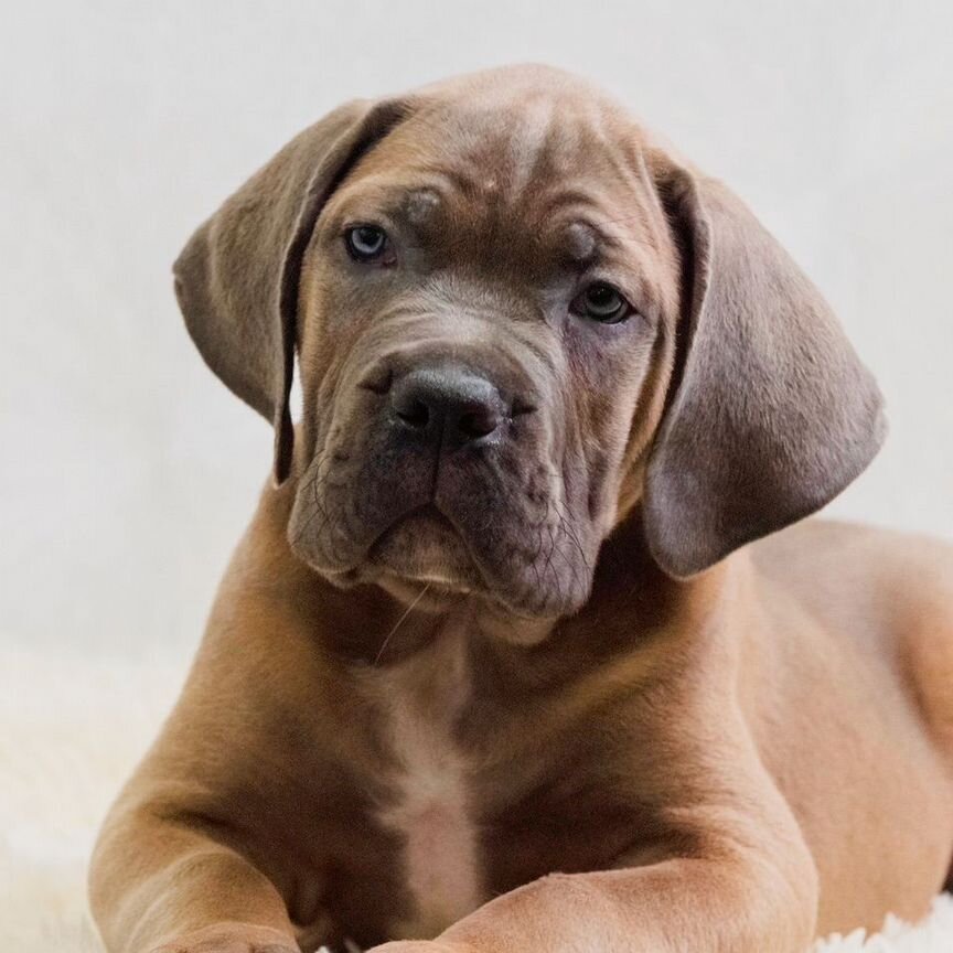 Щенки кане корсо форментино