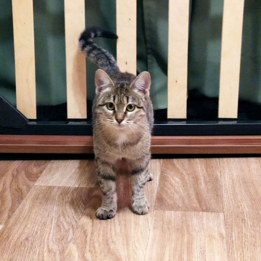 Кошка, девочка 6 месяцев, стерилизованная