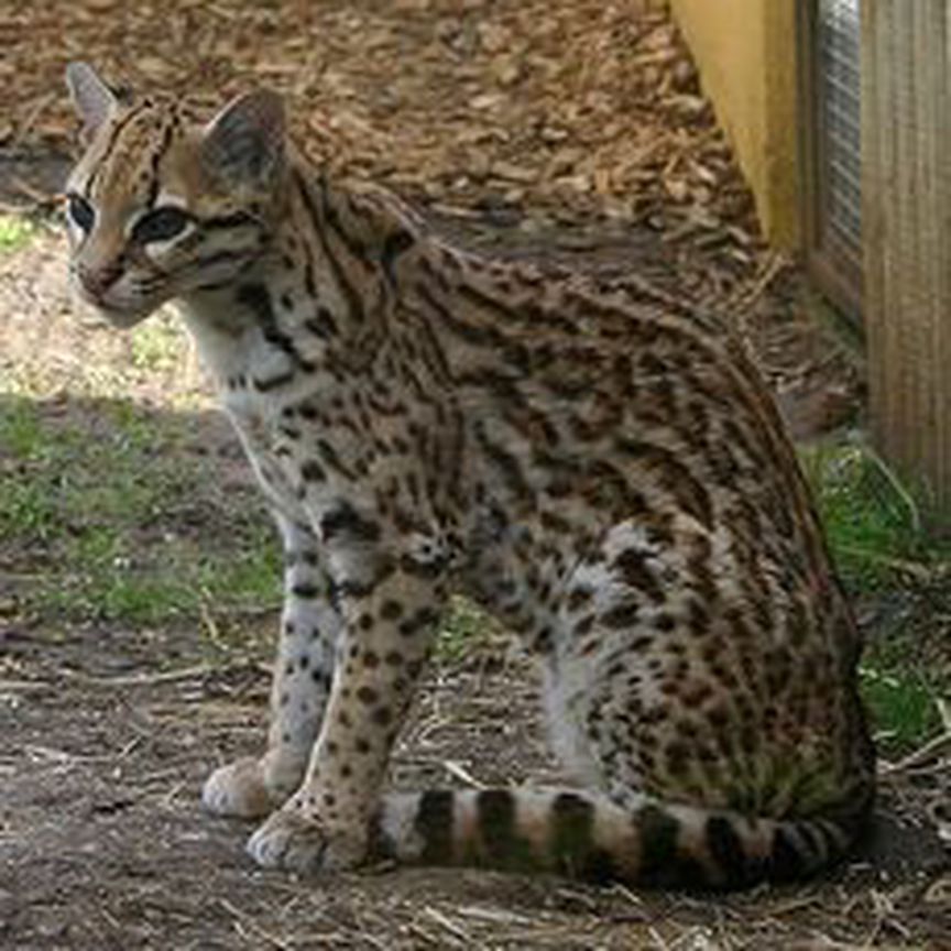 Ашера котята родились