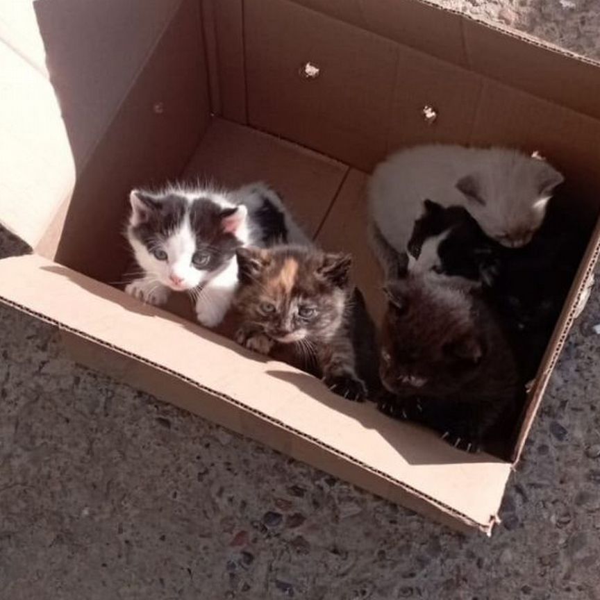 Красивые брошенные котятки ищут дом