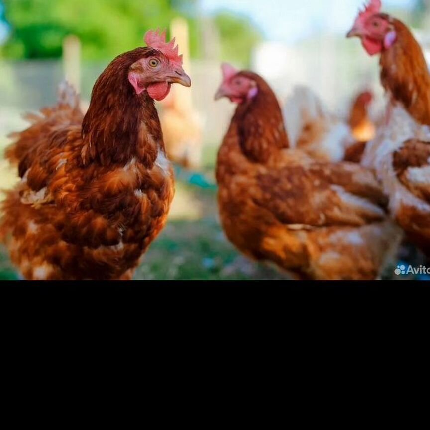 Несушки на яйце ломан браун