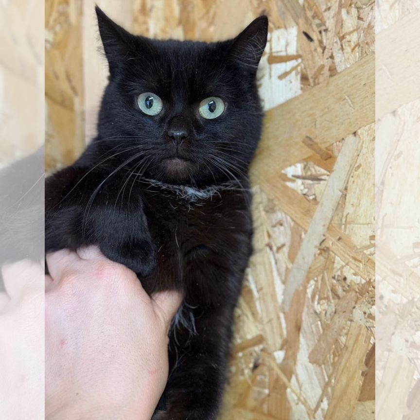 Кошечка из приюта в добрые руки