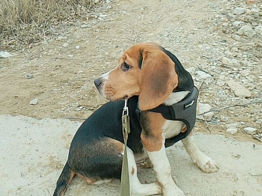 Щенок Бигля
