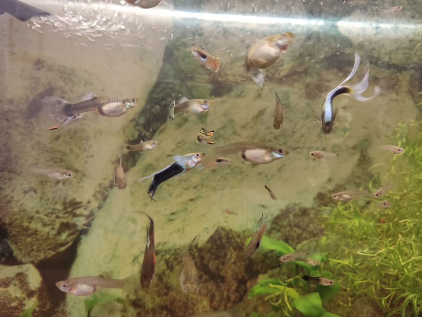 Рыбки гуппи, растения, улитки