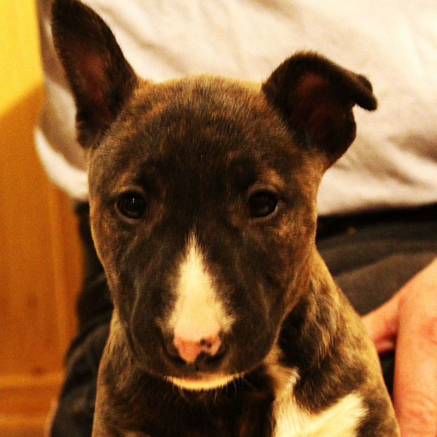 Бультерьер, щенок