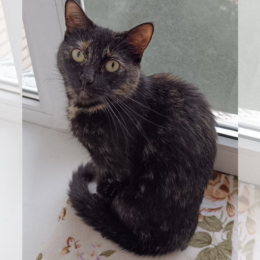 Кошка ищет котика для вязки