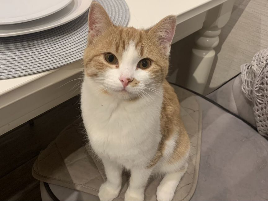 Котенок(котята ) подросток в добрые руки