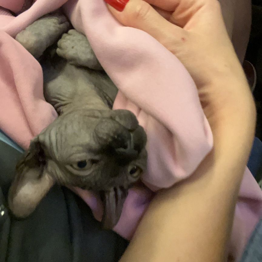 Котенок сфинкс эльф мальчик