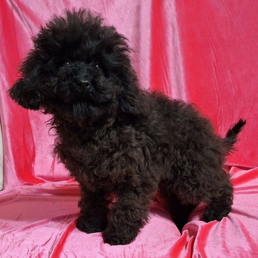 Той-пудель, щенок