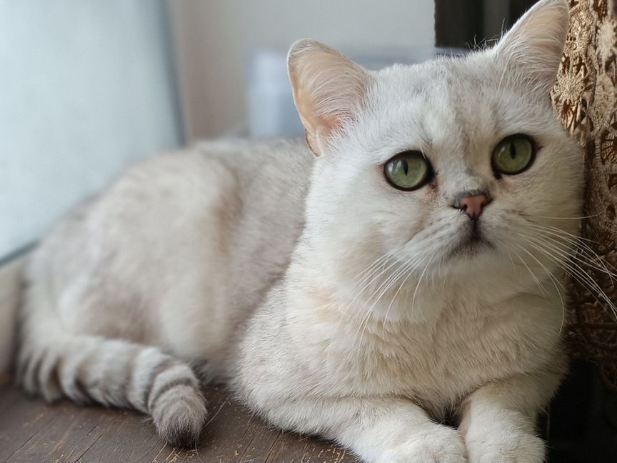 Британская шиншилла серебро