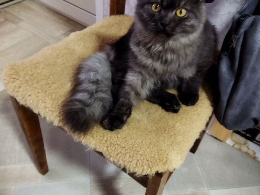 Котики бесплатно