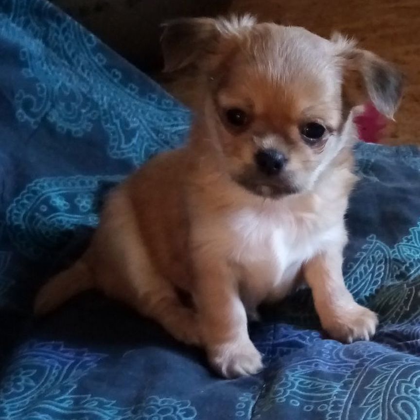 Щенки чихуахуа длинношерстные